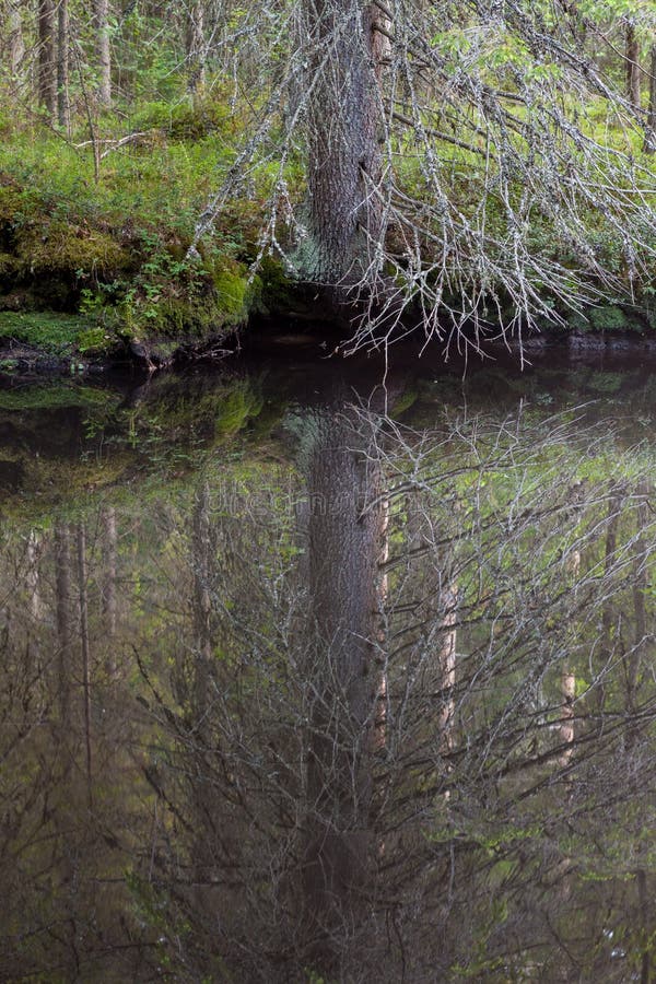 Small Forest Pond Perfect Reflection Stock Image - Image of scandinavia ...