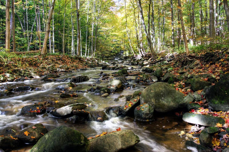 Small forest river stock photo. Image of forest, park - 7078878