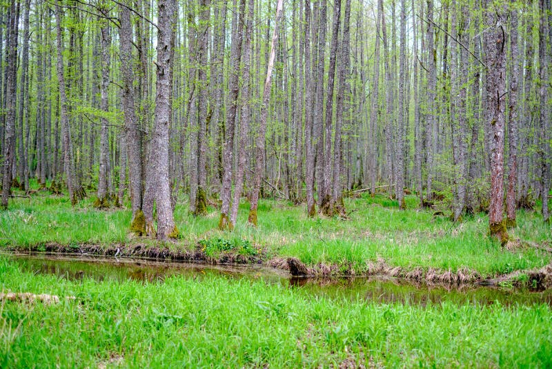 Small Forest River with Calm Water and Reflections from Trees in it ...