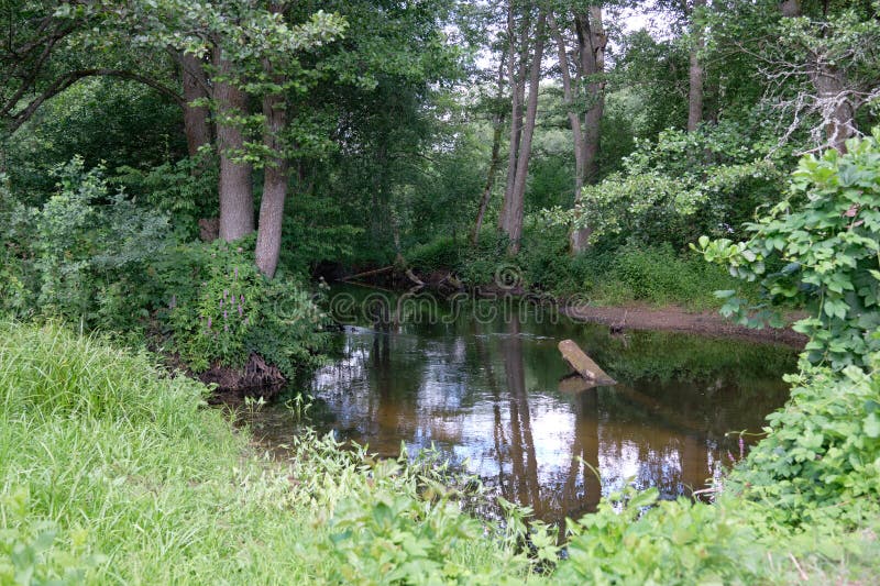A Small Forest River Overgrown with Grass Stock Image - Image of grass ...