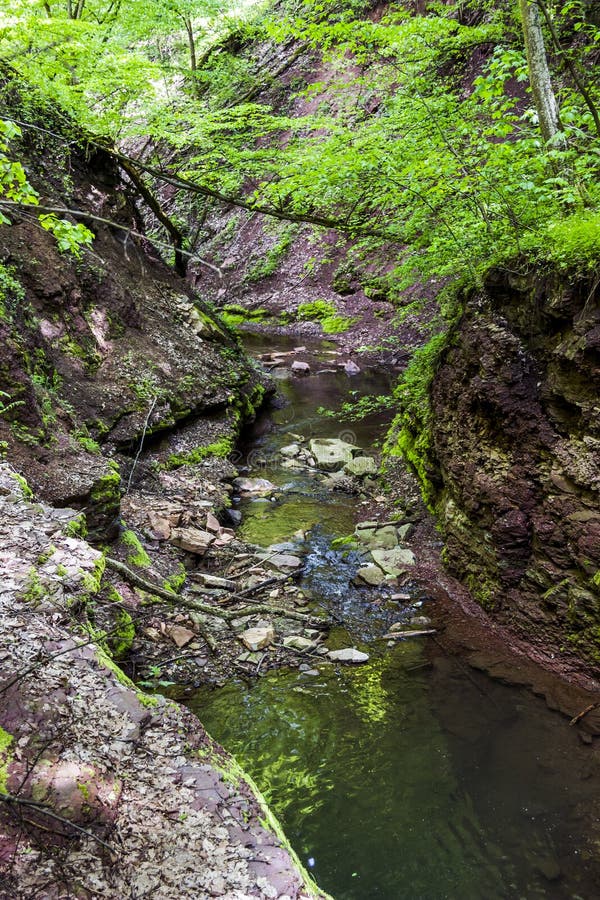 Small forest river stock image. Image of nature, water - 142127501
