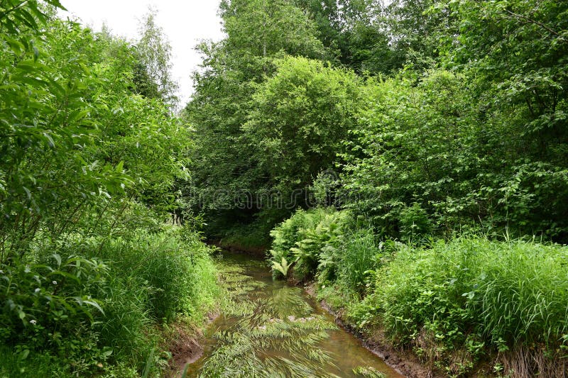 A Small Forest River among Trees, Tall Grass and Ferns Stock Photo ...