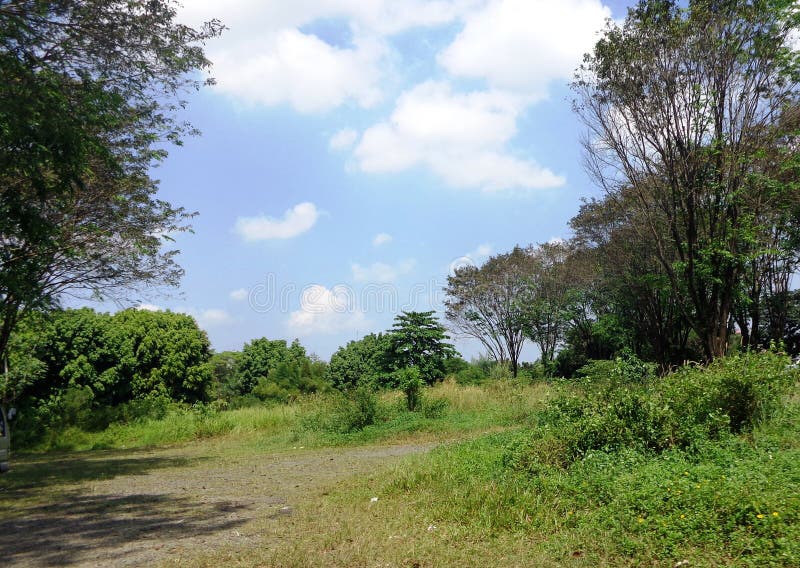 A Small Forest with a Road that Divides in the Middle Stock Photo ...