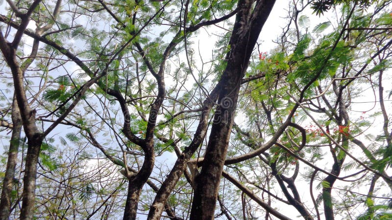 In a Small Forest, Several Tall Trees Grow with Their Branches. Stock ...