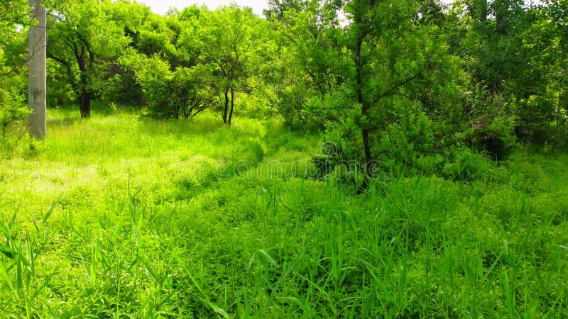 A Small Forest with Shrubs and a Clearing. Stock Footage - Video of ...