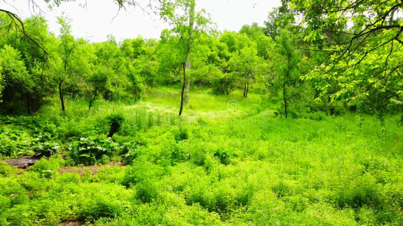 A Small Forest with Shrubs and a Clearing. Stock Footage - Video of ...
