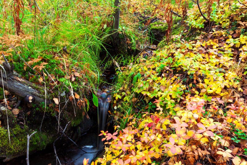 Small forest stream stock photo. Image of outdoor, waterfall - 45796680
