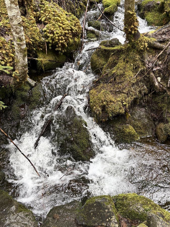 Small Forest Stream Cascading Over Mossy Rocks Stock Photo - Image of ...