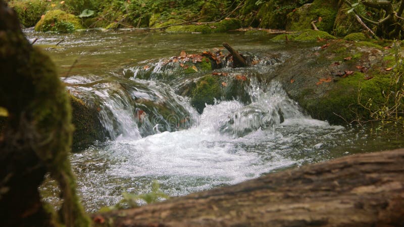 Small Forest Stream with Clear Water Stock Footage - Video of green ...