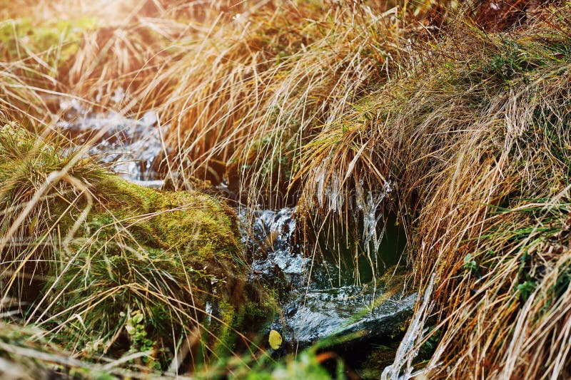 Small Forest Stream with Frozen Grass and Moss Stock Image - Image of ...
