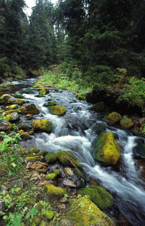 A small forest stream stock photo. Image of small, vegetation - 268335116