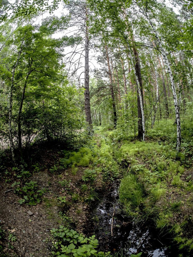 A Small Forest Stream in Summer in a Mixed Forest Stock Image - Image ...