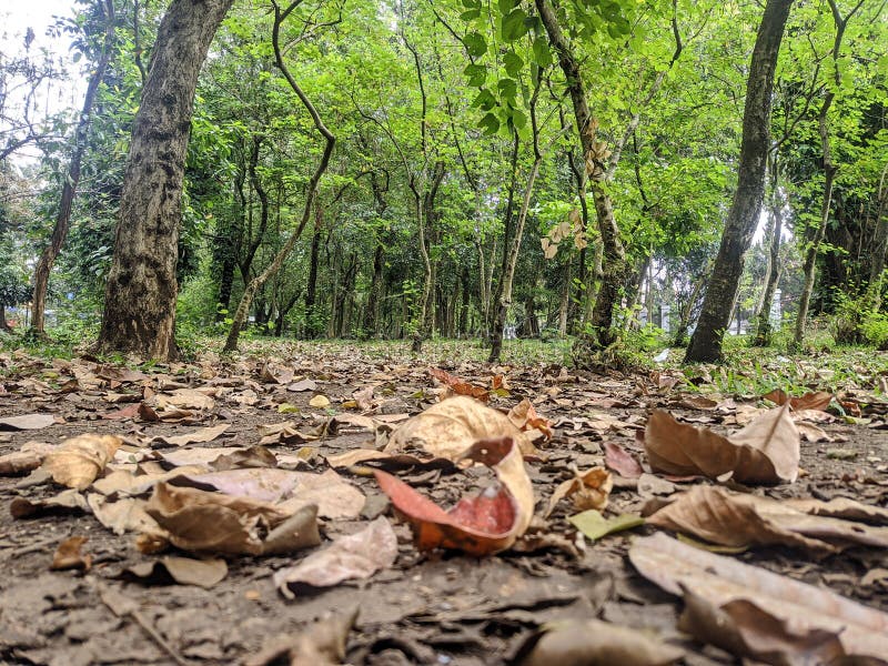 Small forest stock photo. Image of forest, gravel, root - 226677724