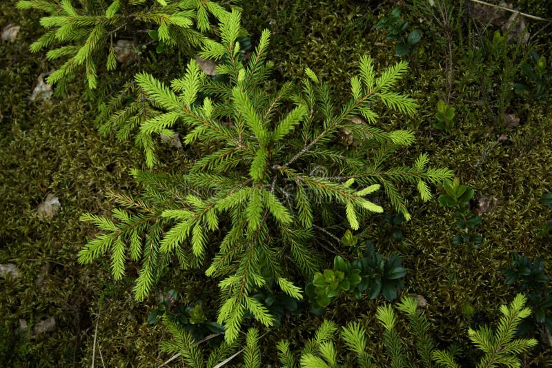 Life of forest plants stock photo. Image of fish, leaves - 179312884