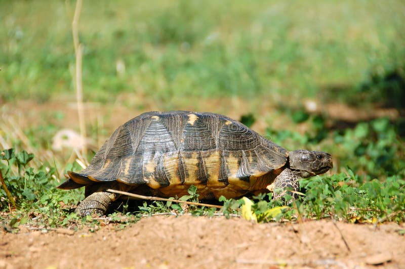 Small forest turtle stock photo. Image of turtle, speed - 14386350