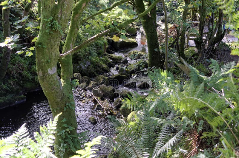 Small Forrest River and Waterfall through Trees Stock Image - Image of ...
