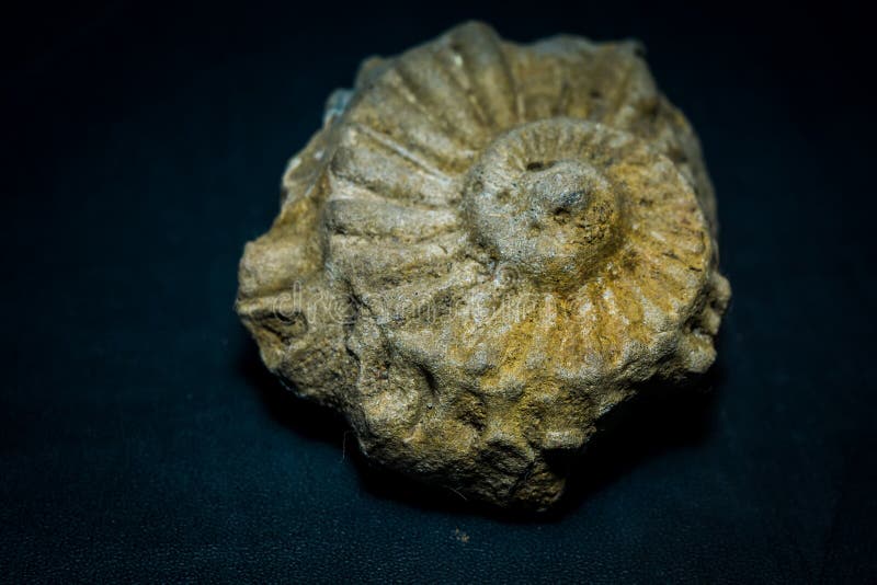 Small Fossilized Seashell stock photo. Image of texture - 105576166