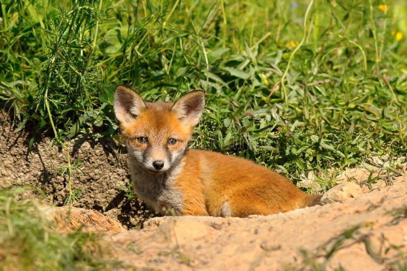 Small Fox Cub in Front of the Den Stock Photo - Image of carnivore ...