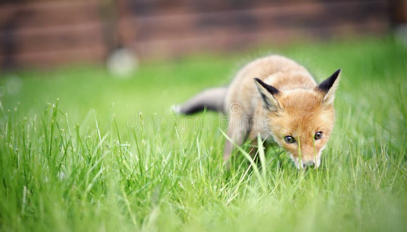 Small fox stock photo. Image of wild, green, ginger, young - 62383544