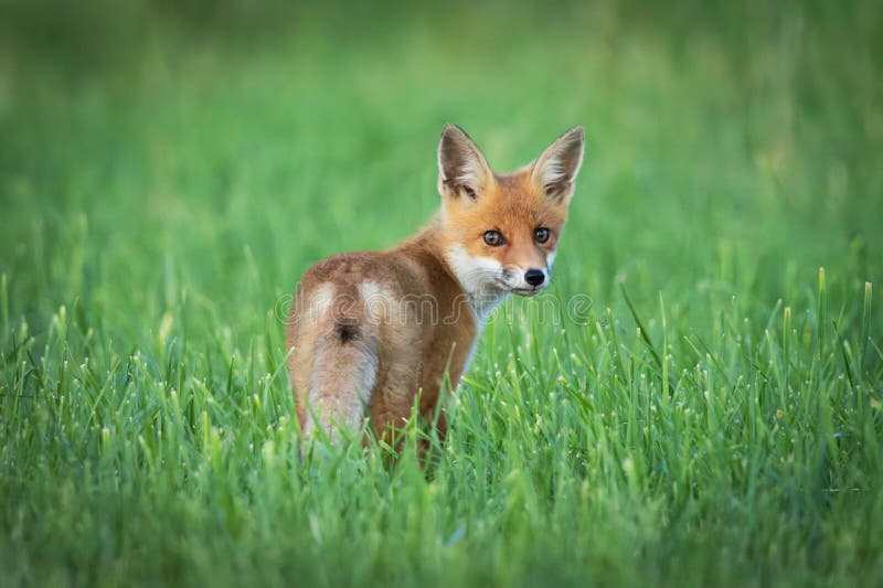 Small fox in the grass stock photo. Image of wildlife - 325465308