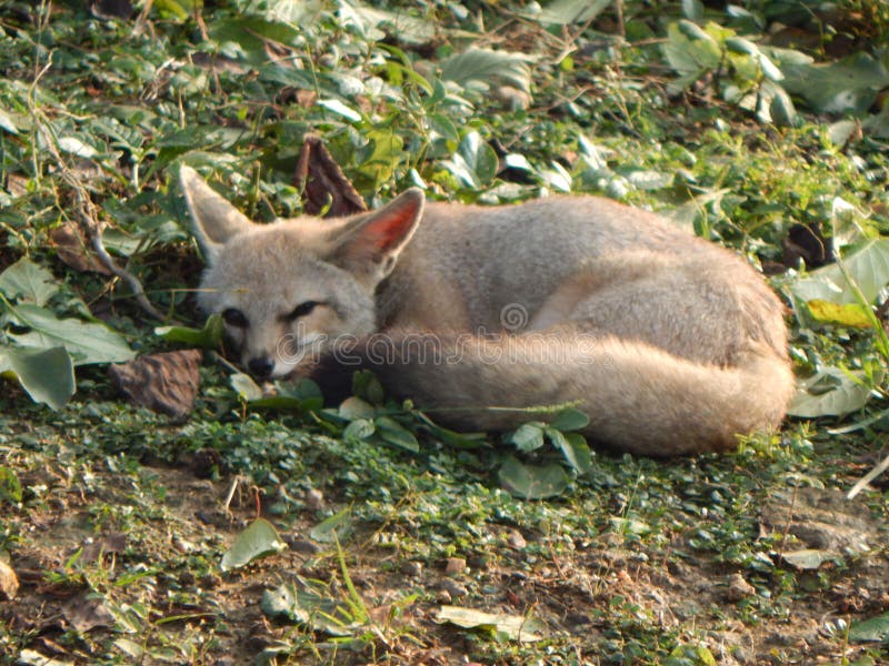 Small fox at mini zoo stock image. Image of little, beautifulinnature ...