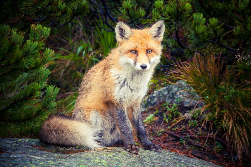 Small fox in nature stock photo. Image of grass, small - 45272532