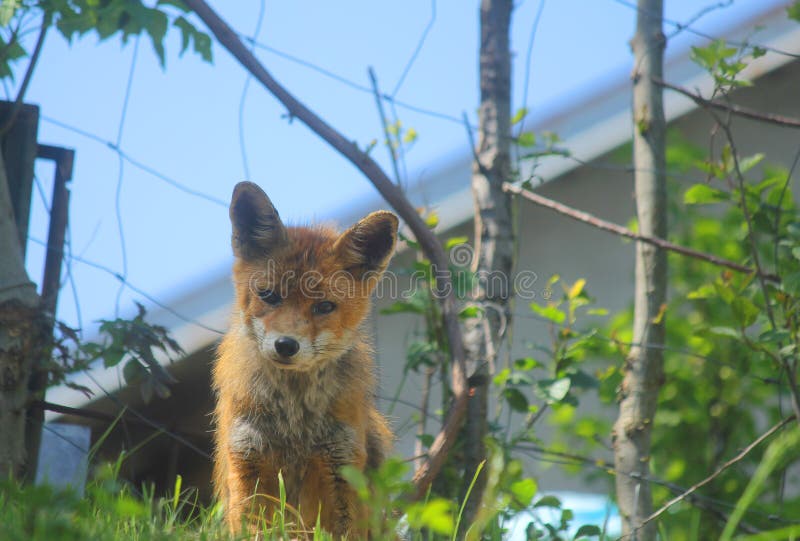 Small fox near the fence stock image. Image of animal - 148863553