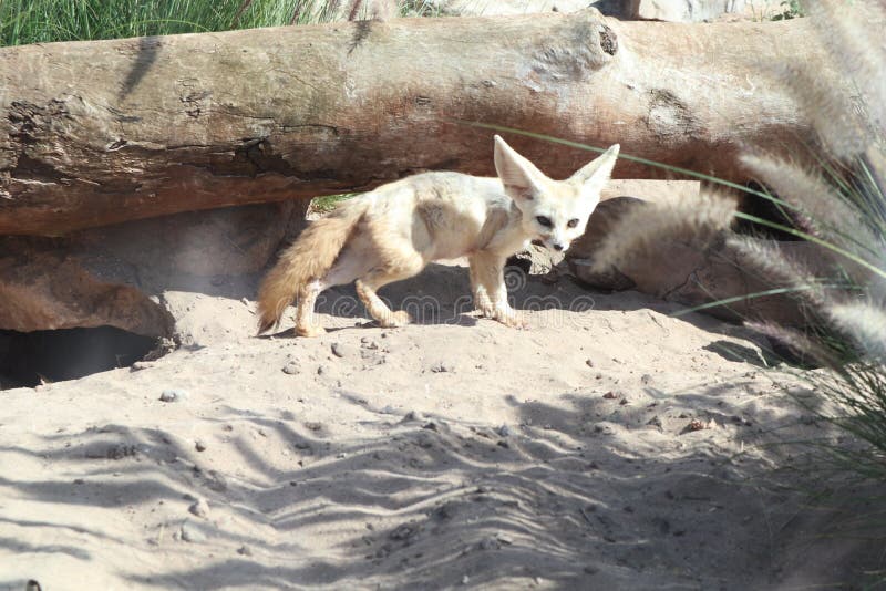 Small fox Standing on Sand stock photo. Image of standup - 150992830