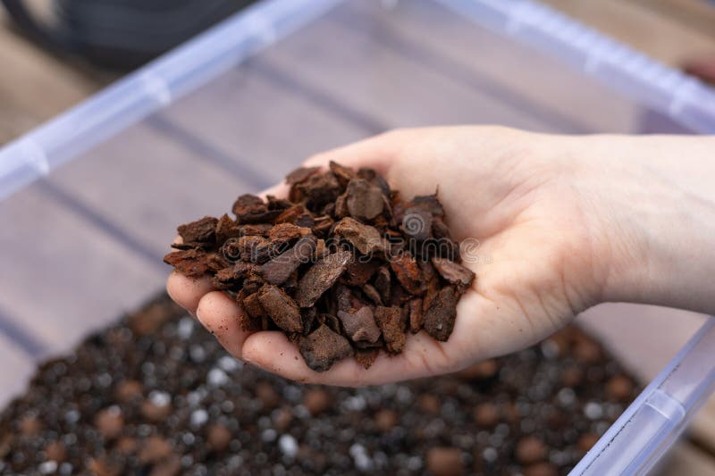 Small Fraction Pine Bark Compost Substrate Medium in Hand for Planting ...
