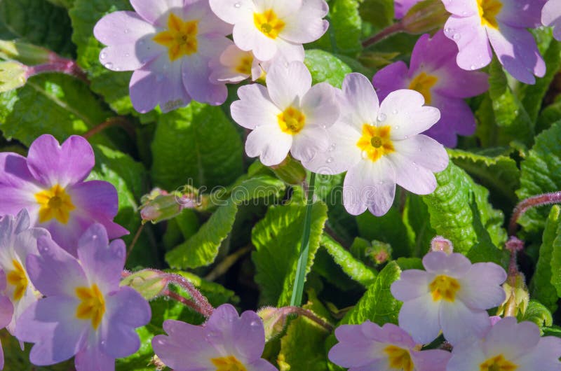 Small Fragile Primrose Flowers Bloom Stock Image - Image of bouquet ...
