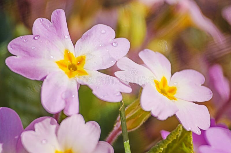 Small Fragile Primrose Flowers Bloom Stock Image - Image of holiday ...