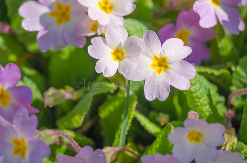 Small Fragile Primrose Flowers Bloom Stock Photo - Image of color ...