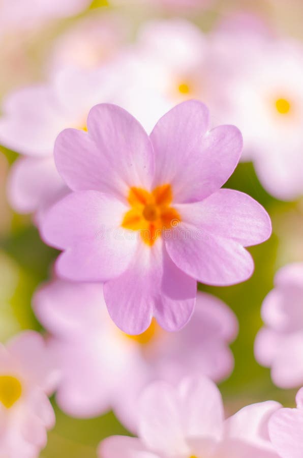 Small Fragile Primrose Flowers Bloom Stock Photo - Image of green ...