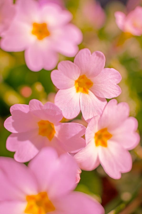 Small Fragile Primrose Flowers Bloom Stock Photo - Image of decor ...
