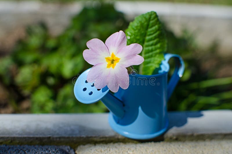 Small Fragile Primrose Flowers Bloom Stock Photo - Image of beautiful ...