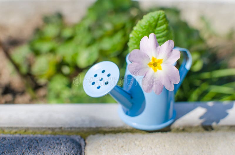 Small Fragile Primrose Flowers Bloom Stock Image - Image of live ...