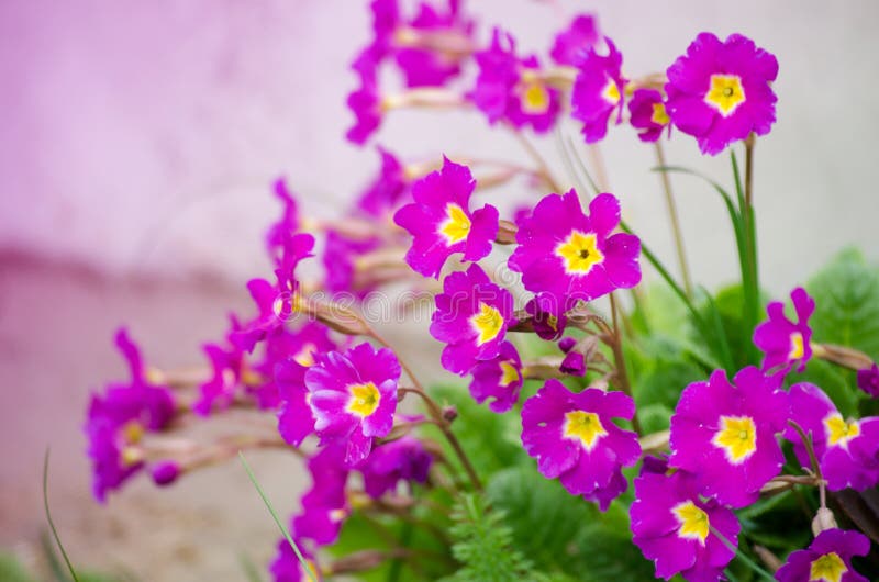 Small Fragile Primrose Flowers Bloom Stock Photo - Image of country ...