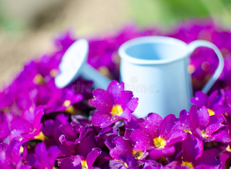 Small Fragile Primrose Flowers Bloom Stock Photo - Image of beauty ...