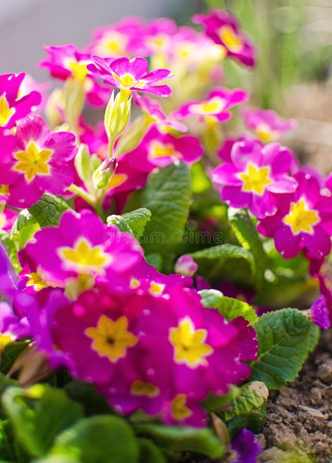 Small Fragile Primrose Flowers Bloom Stock Image - Image of green ...
