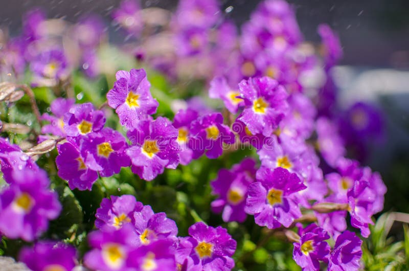 Small Fragile Primrose Flowers Bloom Stock Image - Image of colorful ...