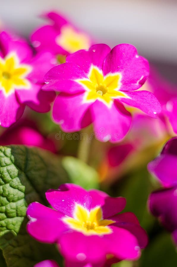 Small Fragile Primrose Flowers Bloom Stock Image - Image of easter ...