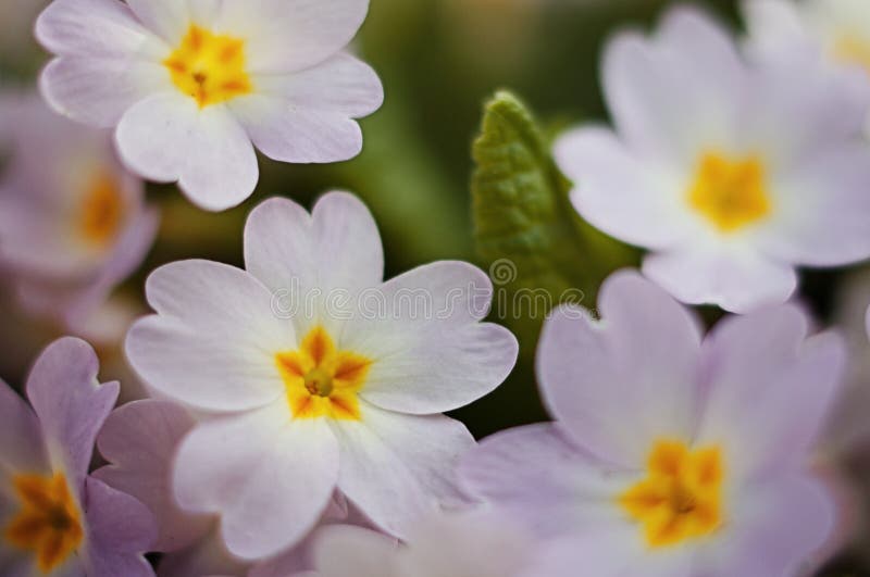 Small Fragile Primrose Flowers Bloom Stock Image - Image of bloom ...
