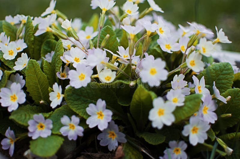Small Fragile Primrose Flowers Bloom Stock Image - Image of beauty ...