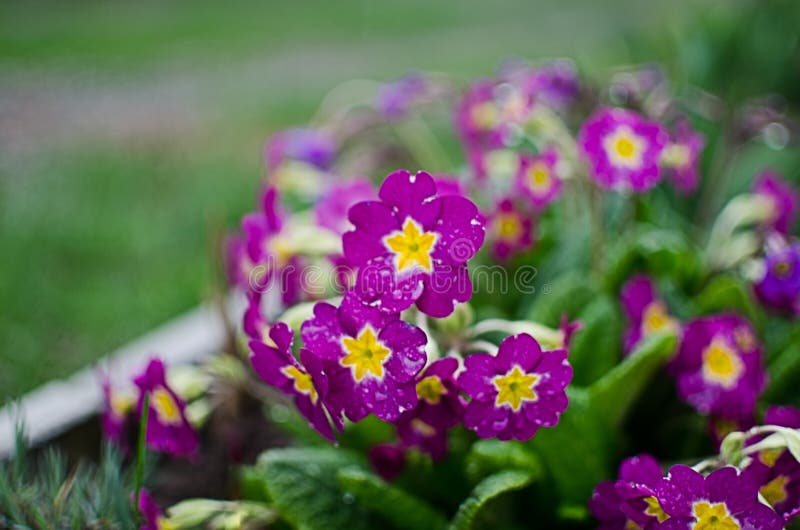 Small Fragile Primrose Flowers Bloom Stock Photo - Image of bloom ...