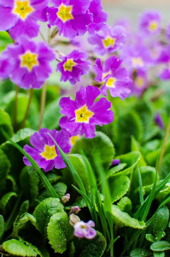 Small Fragile Primrose Flowers Bloom Stock Photo - Image of bloom ...