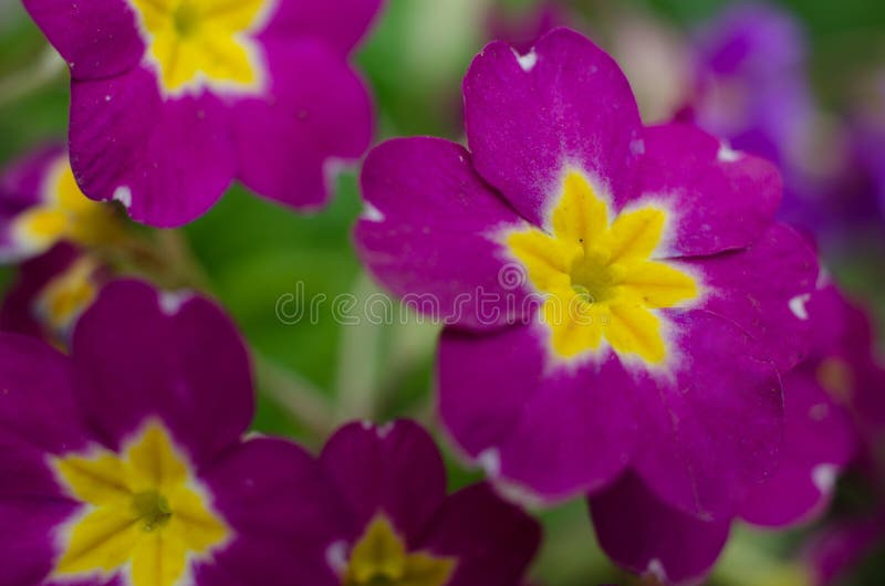Small Fragile Primrose Flowers Bloom Stock Image - Image of primrose ...