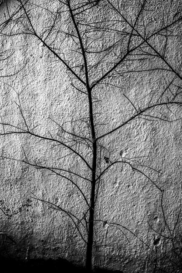 A Small Fragile Tree Against the Background of a Stone Wall Stock Photo ...