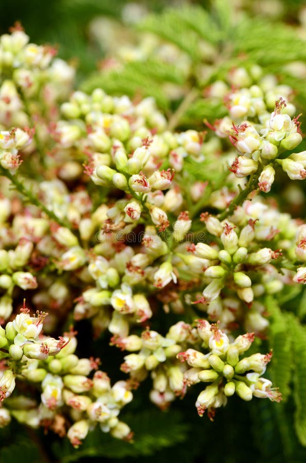 Small and Fragrant Flowers. Stock Photo - Image of nature, garden: 31256494