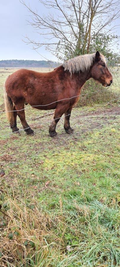 126 Horse Meat French Stock Photos - Free & Royalty-Free Stock Photos ...