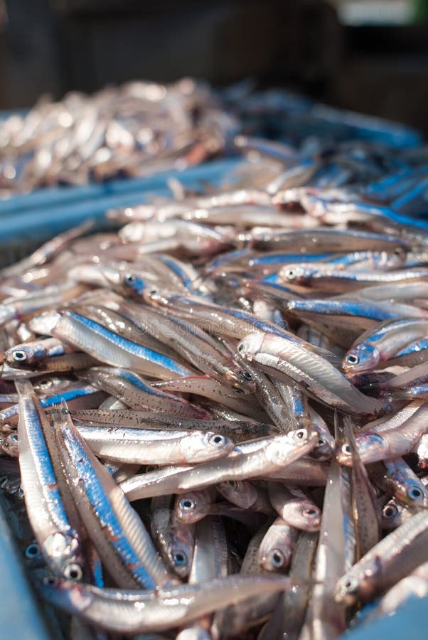Small Anchovy stock photo. Image of seafood, small, white - 99889574